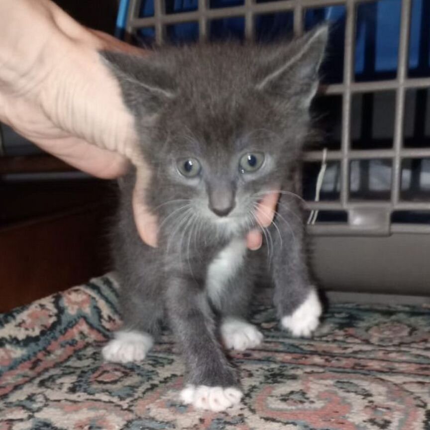 Мейн-кун котёнок