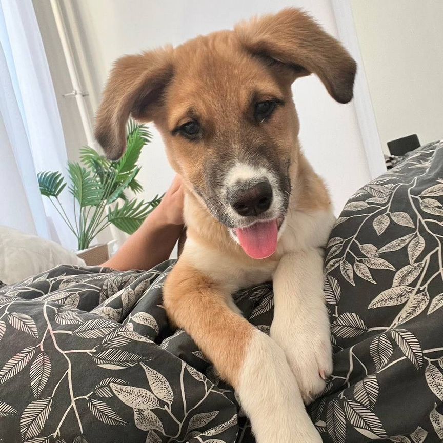 Малыш Татошка ищет семью