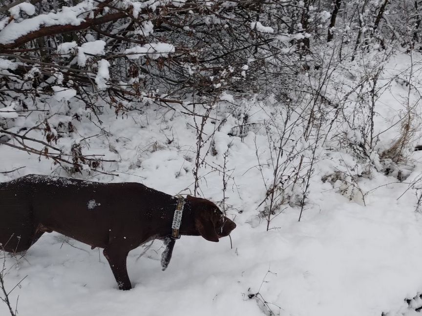Вязка. Курцхаар