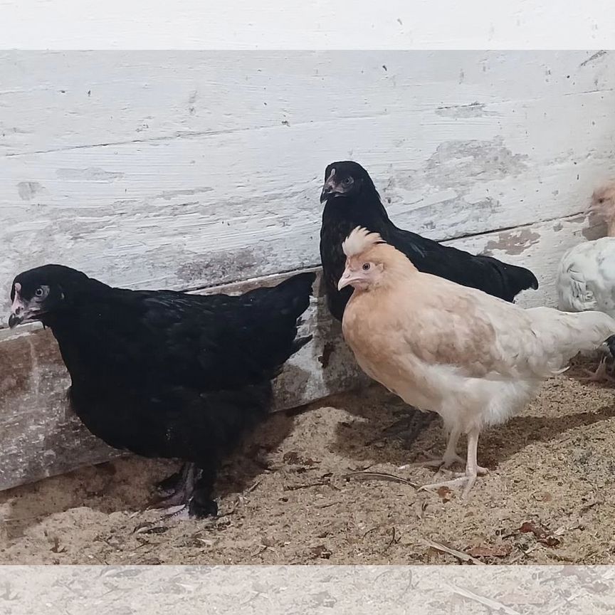 Куры молодки несушки