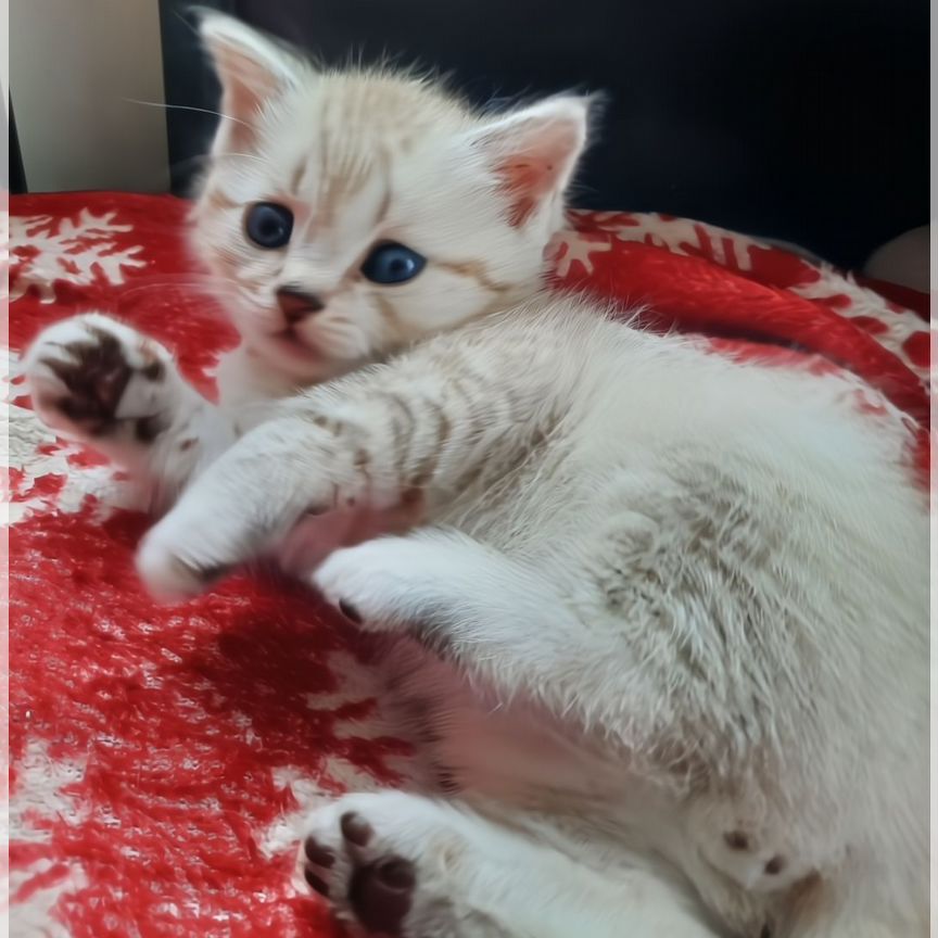 Шотландские котята