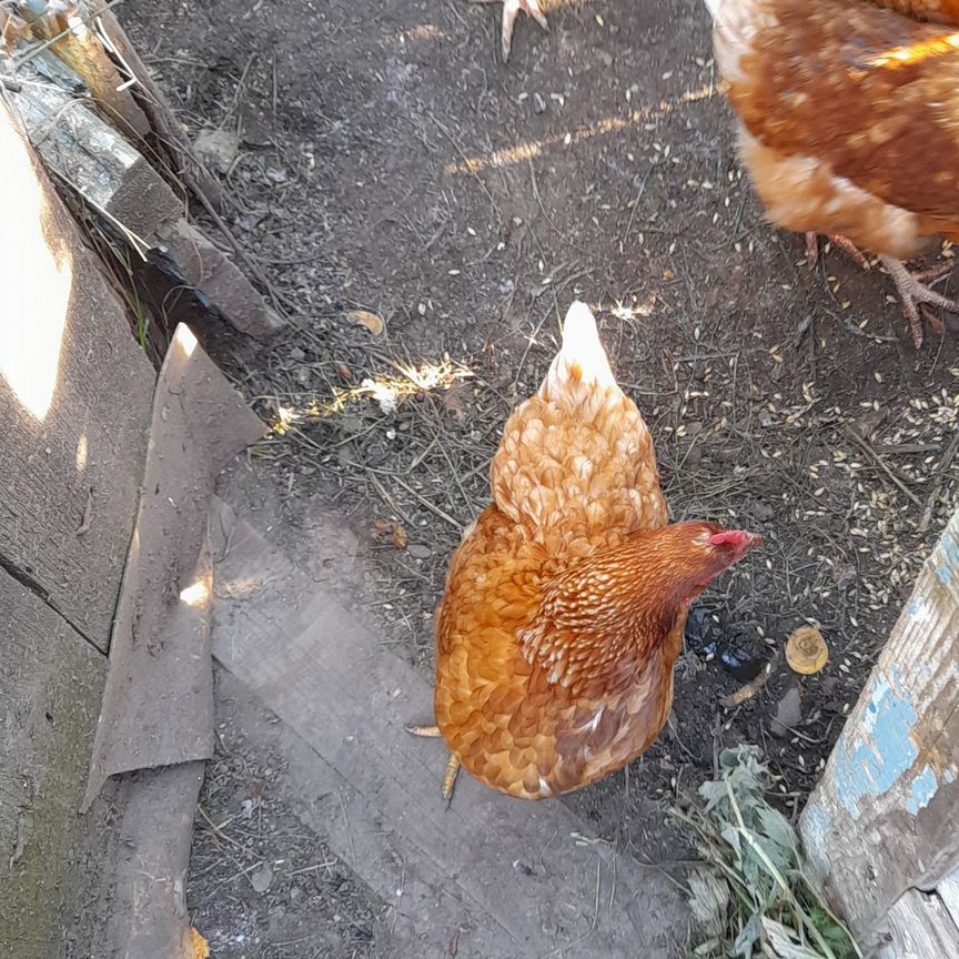 Куры несушки 11-12месяцев