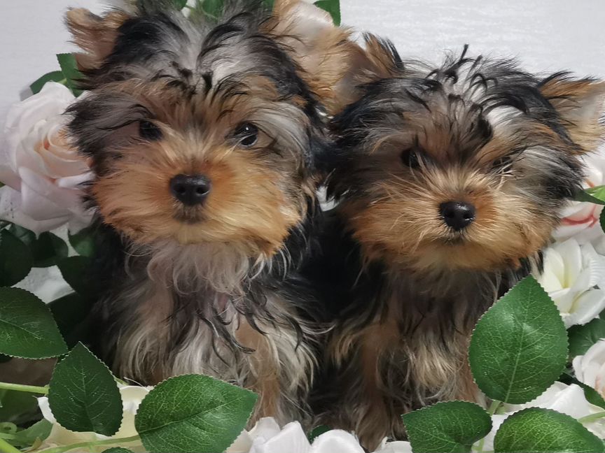 Йоркширский терьер мини щенки бейби фейс