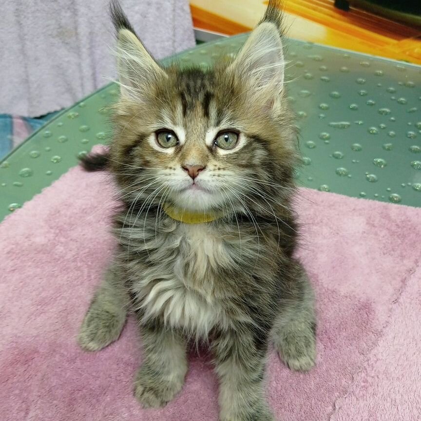 Котята мейн-кун