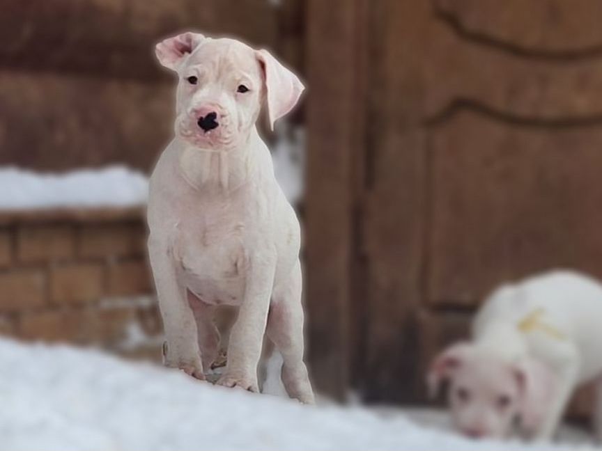 Щенки аргентинского дога