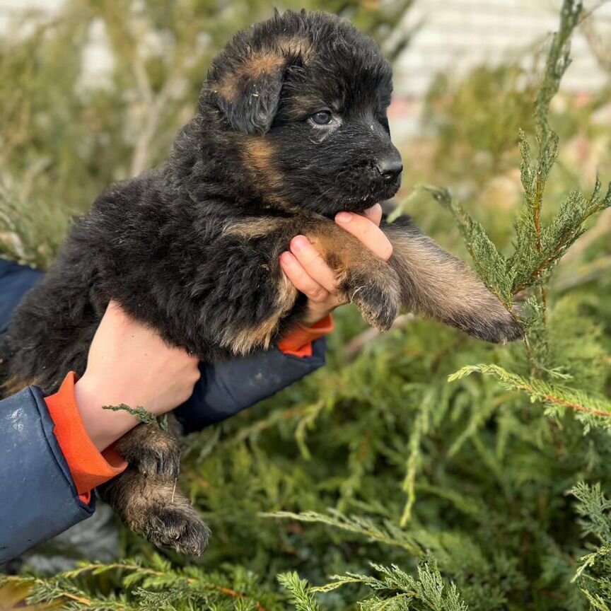Щенки немецкой длинношерстной овчарки