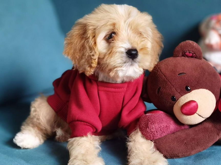 Мальчишки кавапу cavapoo