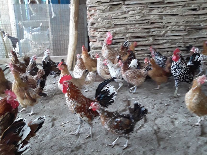 Домашняя птица