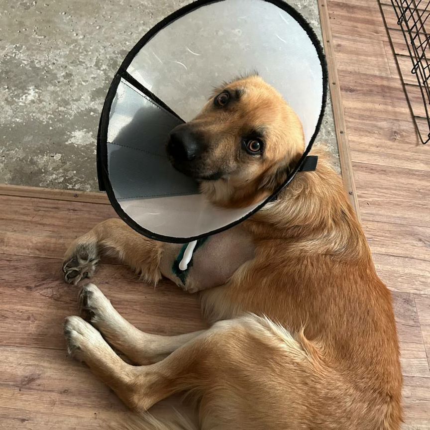 Добрая собака ищет семью