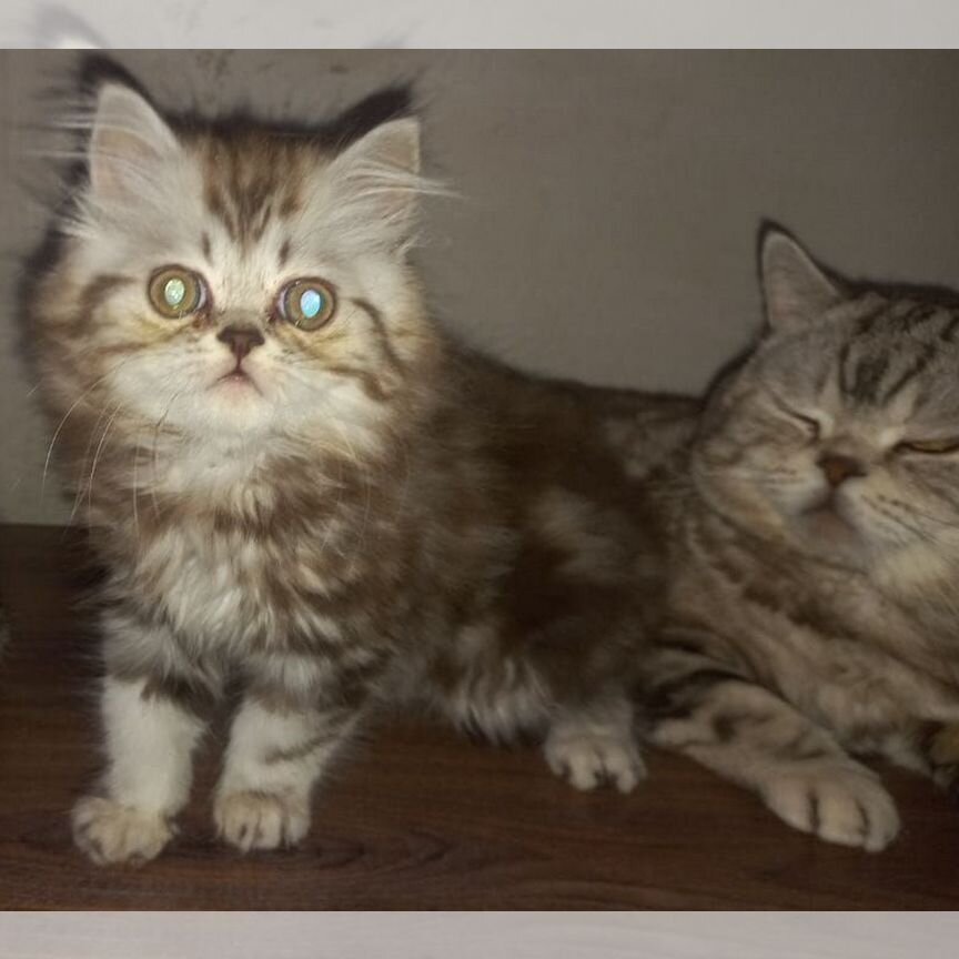 Шотландский мраморный котёнок