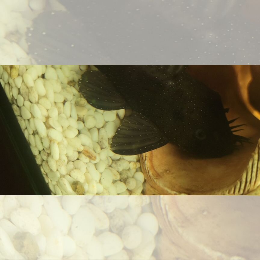 Сом звездчатый, елоу, северум