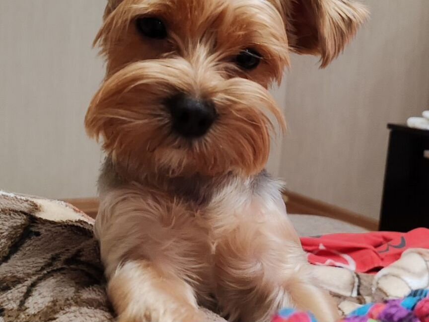 Ищу невесту йоркширский терьер