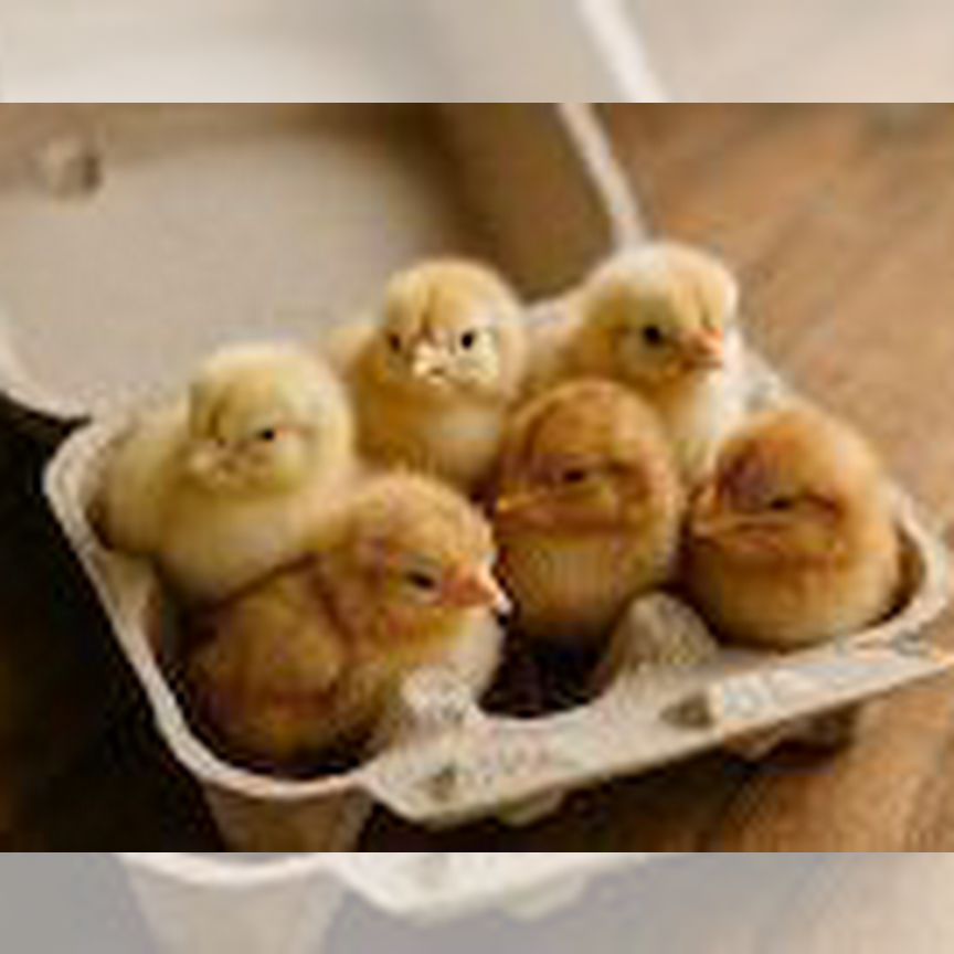 Цыплята