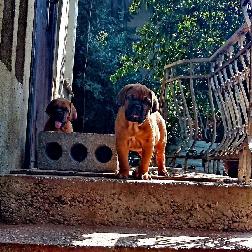 Бордоский дог