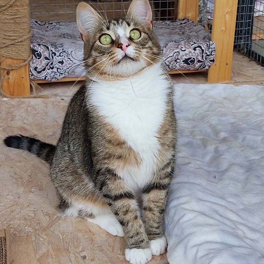 Котик