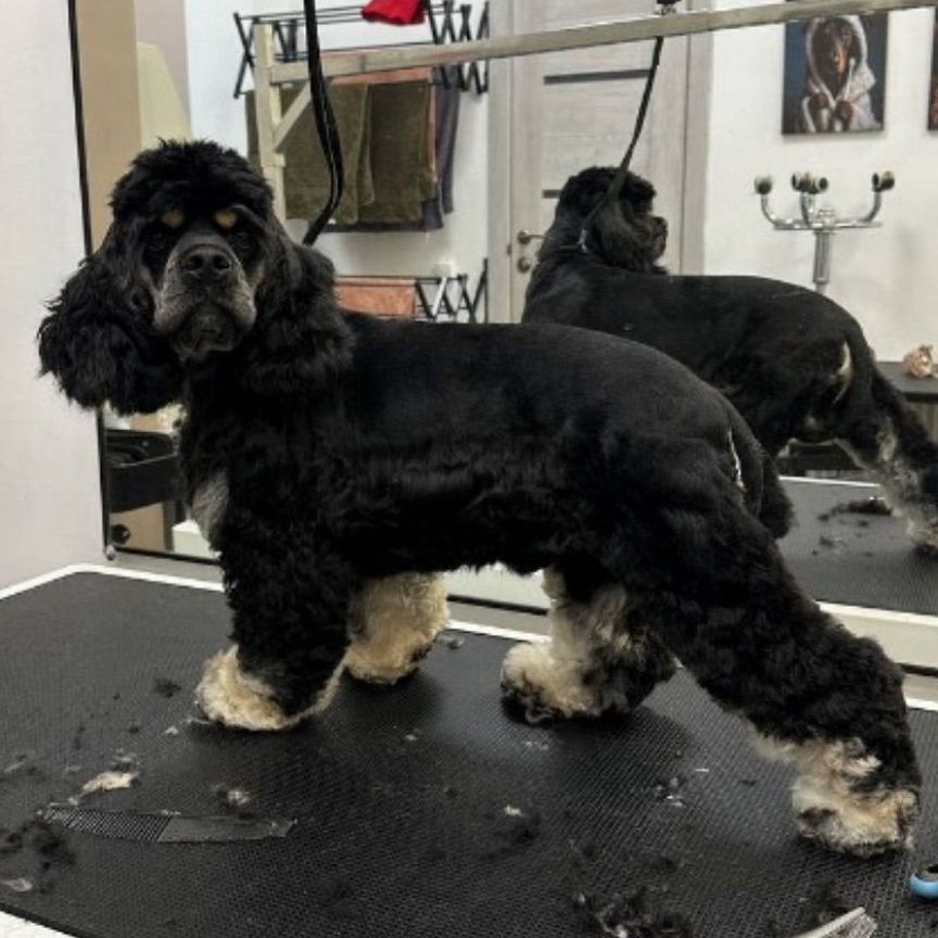 Американский кокер-спаниель, вязка