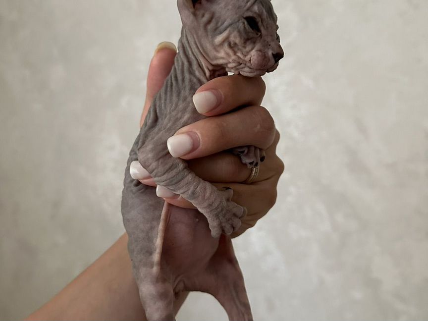 Котята Сфинкс Резиночки