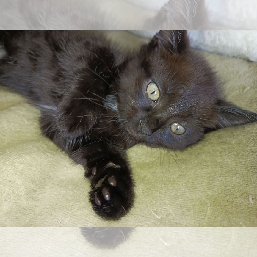 Котенок, кошечка