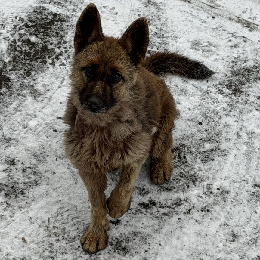 Немецкая овчарка, взрослая собака