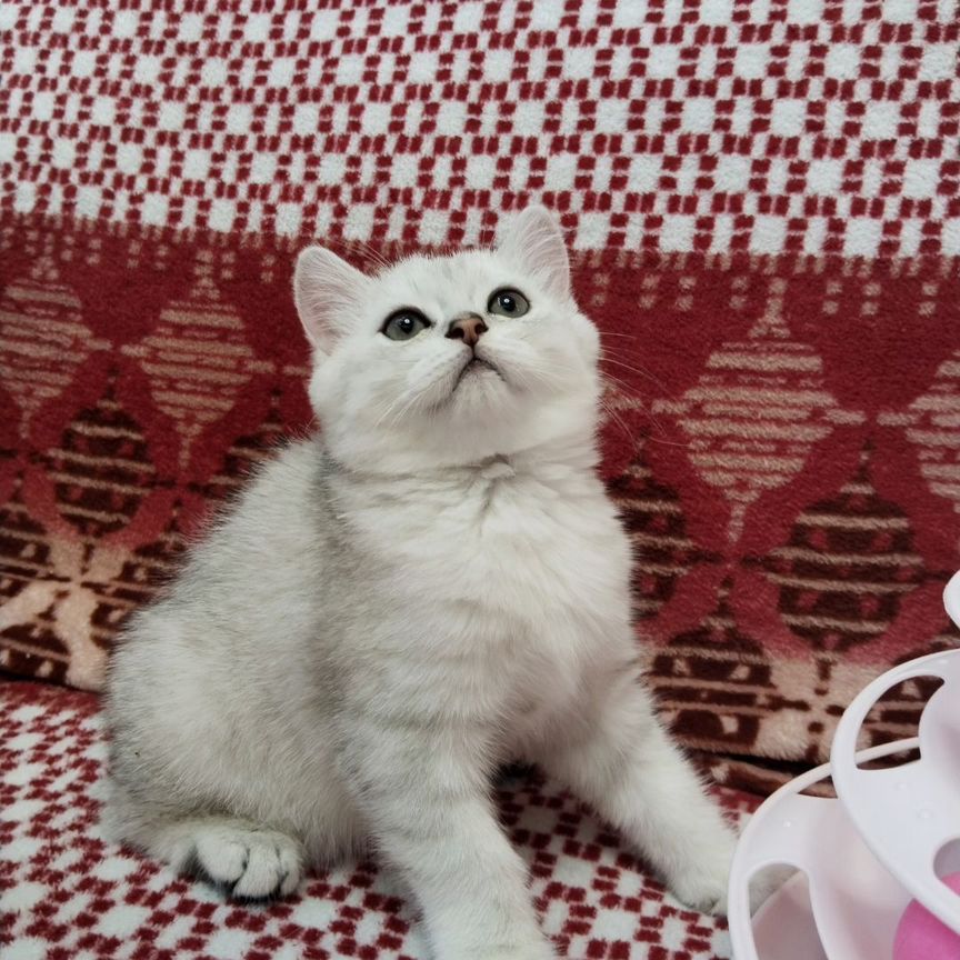 Шотландский котенок