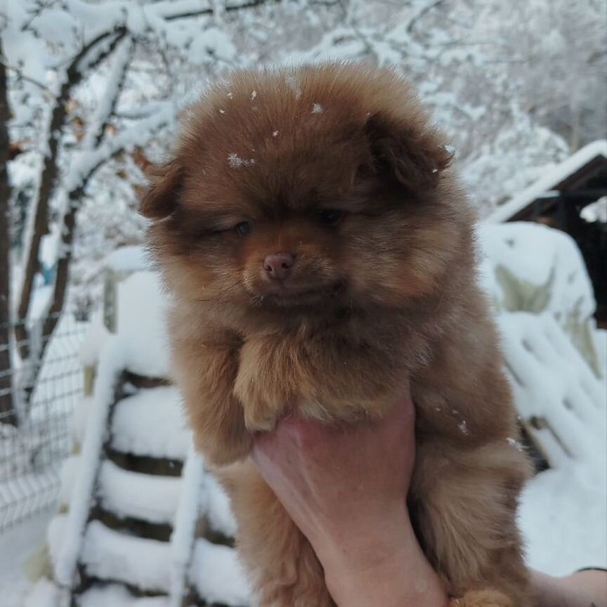 Померанский шпиц