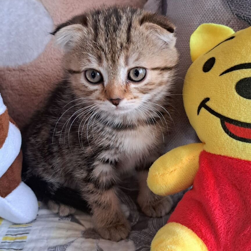 Шотландский вислоухий короткошёрстный котёнок