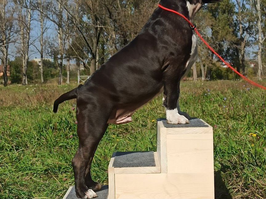 Мальчик Амстафф возраст 3 месяца