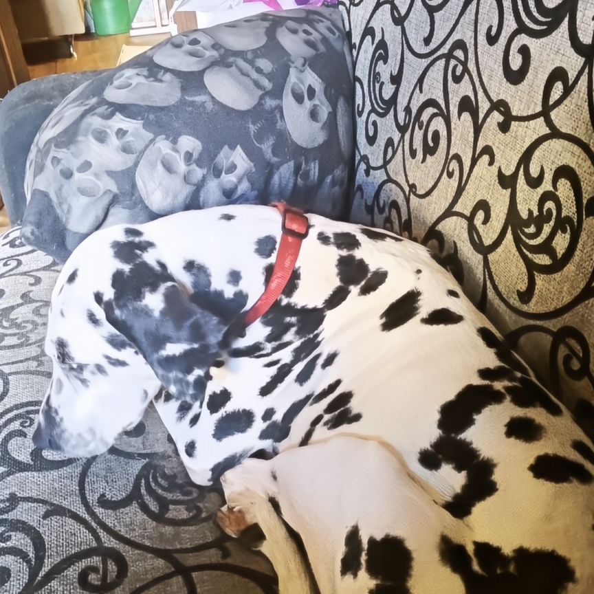 Далматин, взрослая собака