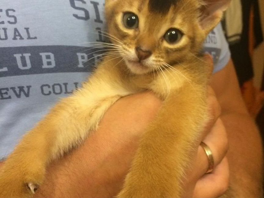 Абиссинские котята