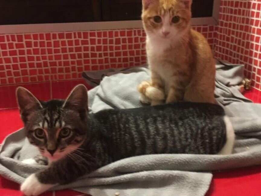 Котёнок ищет семью