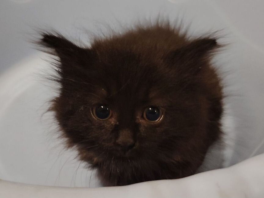 Котёнок от ловчей кошки