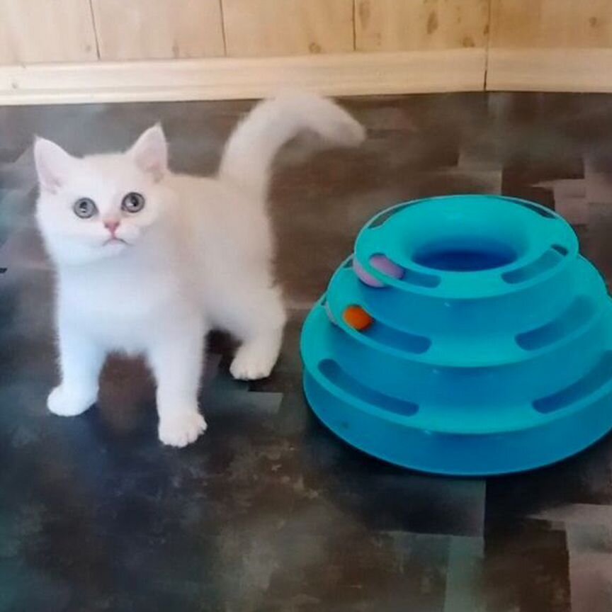 Британский короткошёрстный котёнок