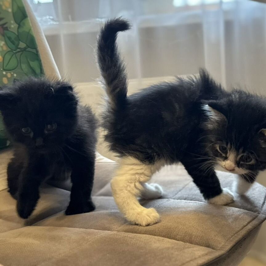 Котенок в добрые руки