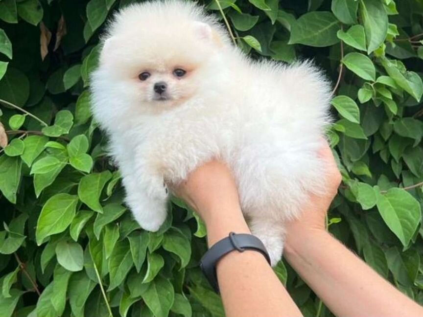 Кукольные мини шпицы малыши и подростки