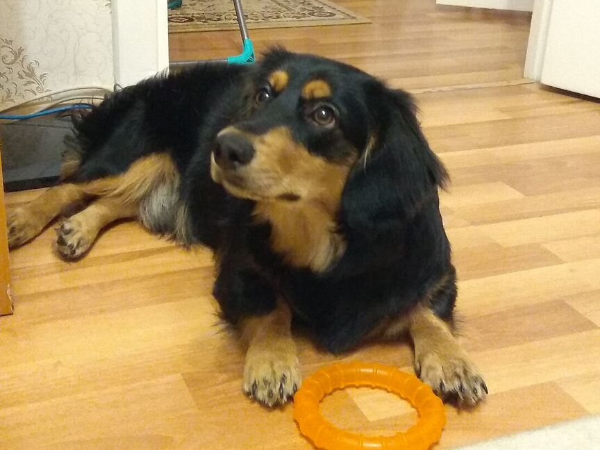 Отдам собаку в добрые руки