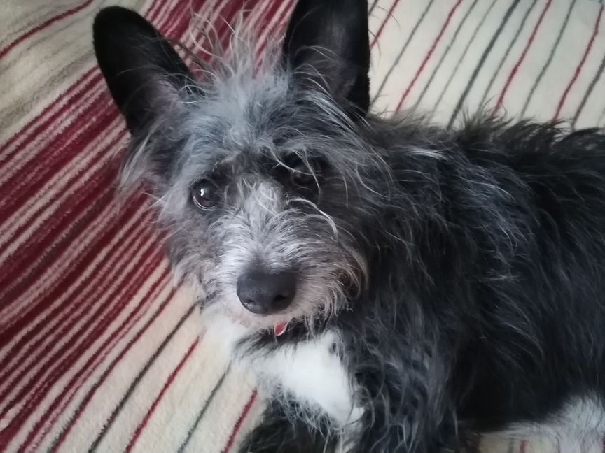 Тоша ищет семью