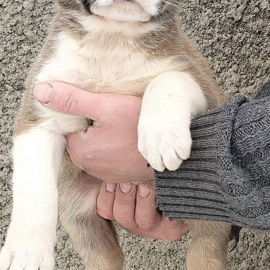 Среднеазиатская овчарка алабай щенки