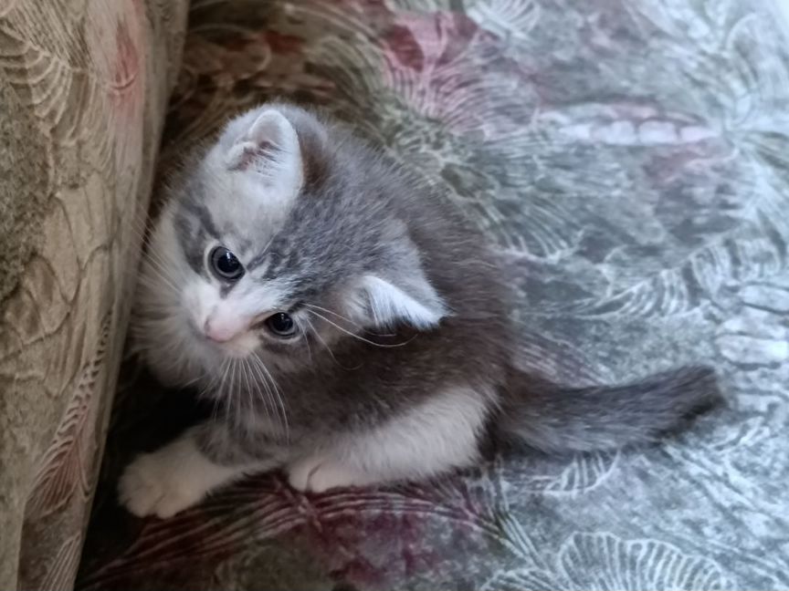 Котёнок ищет дом
