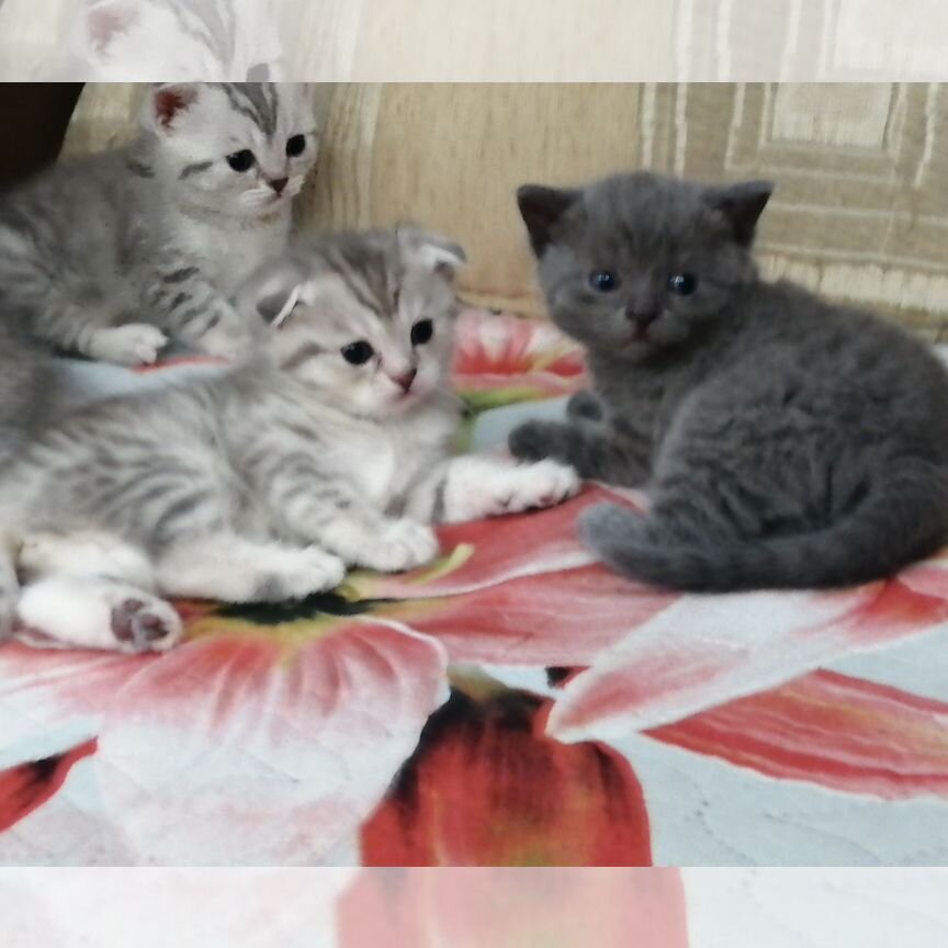 Шотландские вислоухие котята