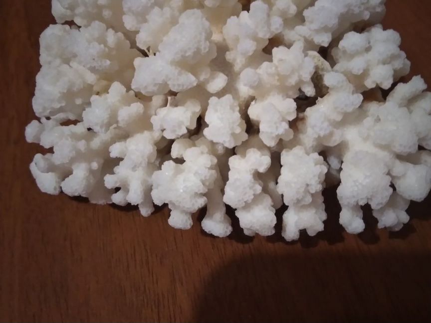 Кораллы с берегов Индийского океана