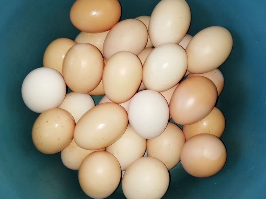 Инкубационное яйцо кучинской