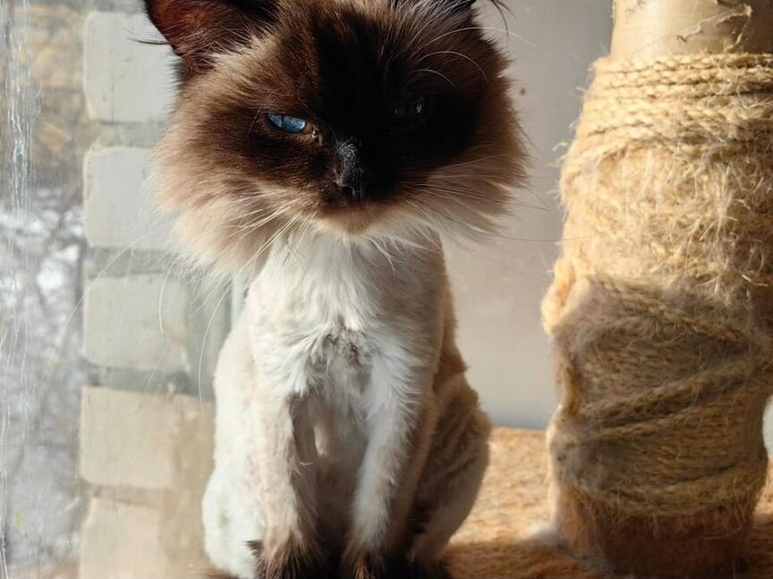 Кошечка Таисия в добрые руки