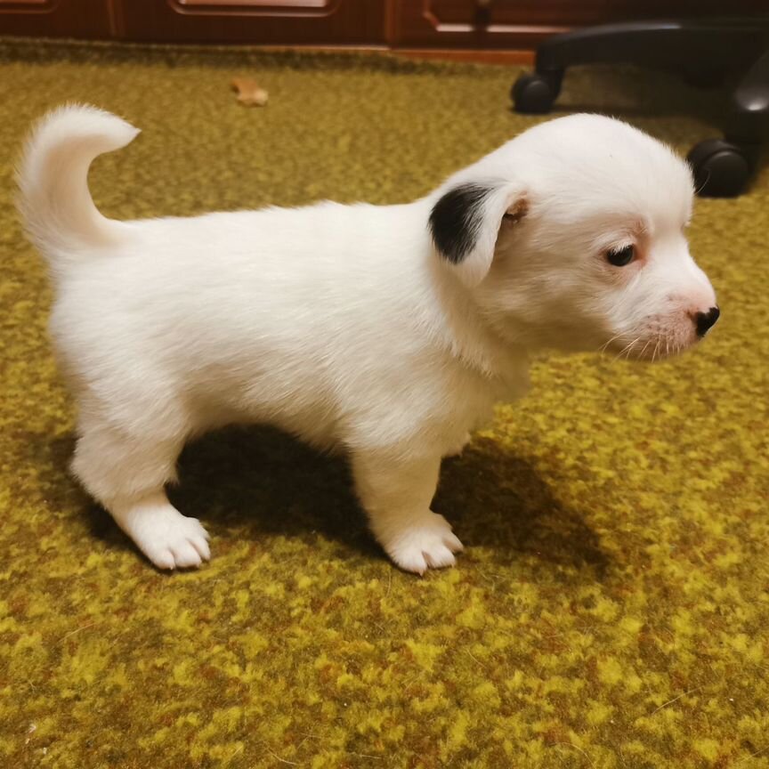 Щенок джек рассел мальчик