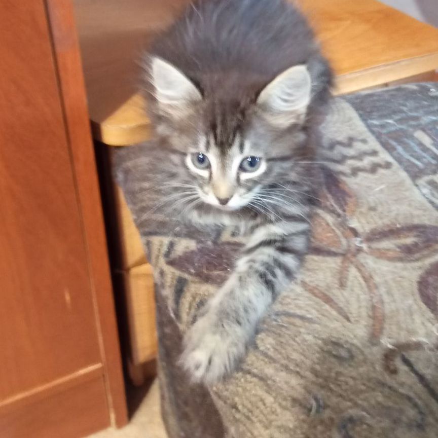 Сибирский котёнок