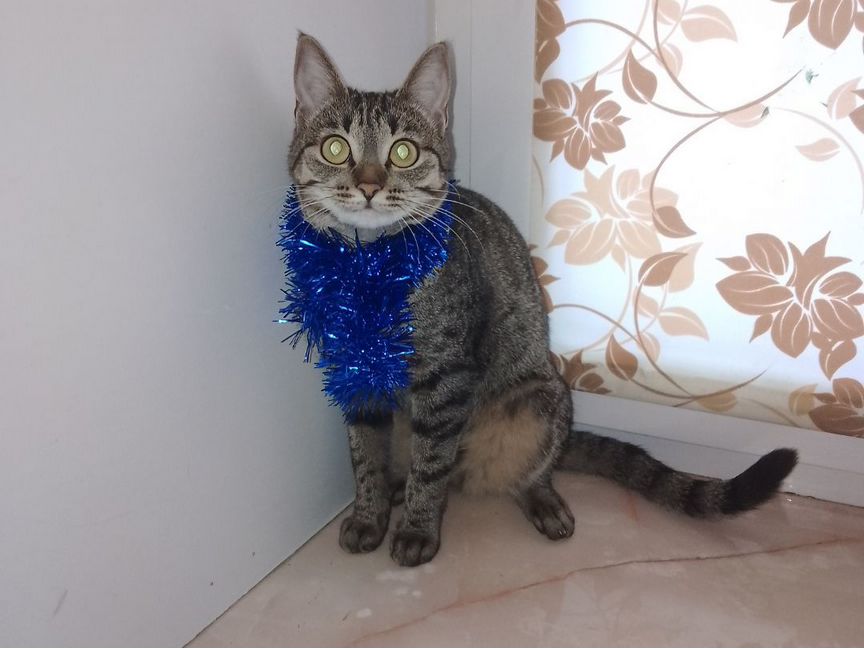 Кошка в дар бесплатно