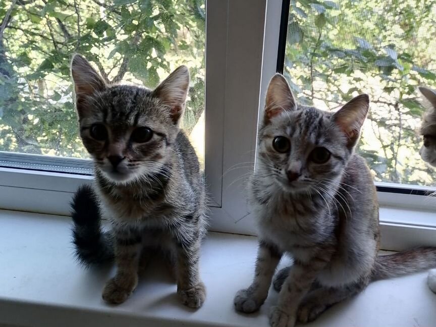 Котята в дар 4 шт