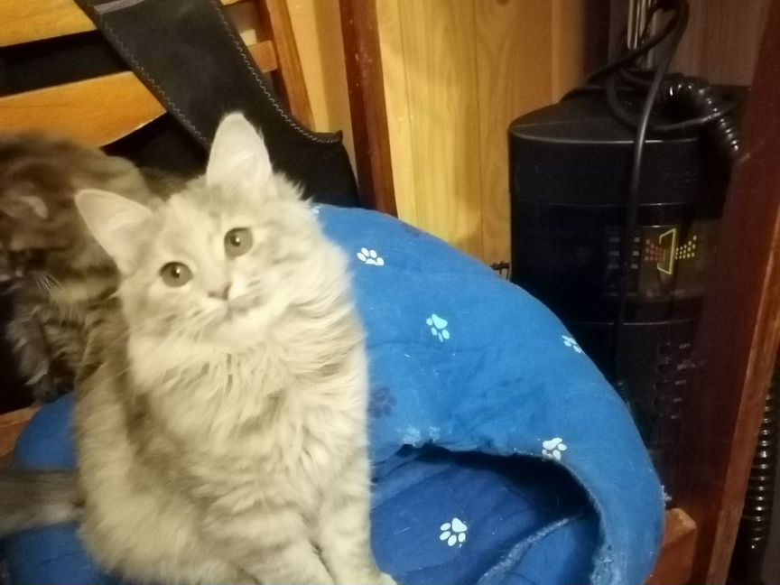 Котята в добрые руки даром бесплатно