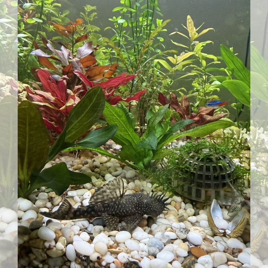 Анциструс сом самец