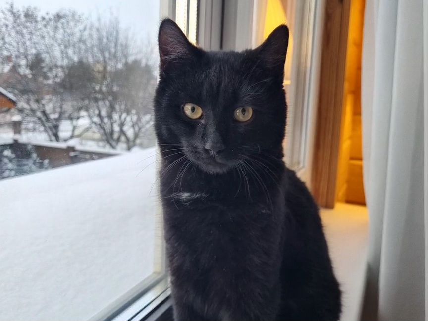 Котенок, мальчик, 6 месяцев