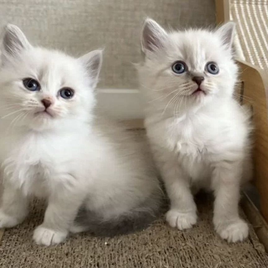 Невский маскарадный котёнок